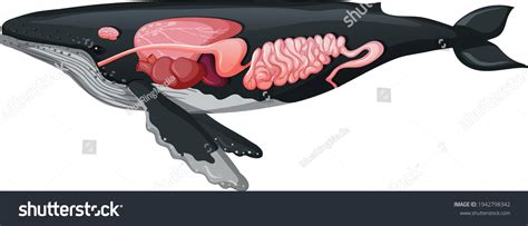 Blue Whale Digestive System Diagram Blue Whale Inside Diagra
