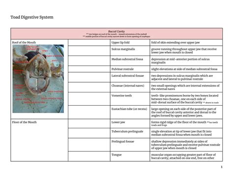 Solution General Zoology Toad Digestive And Urogenital System Summary