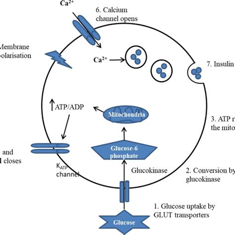 Schematic Of Regulation Of Insulin Secretion In The Pancreatic β‐cell
