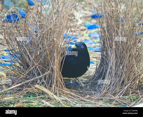 Bird Satin Bowerbird With His Bower 2 Parallel Walls Of Sticks