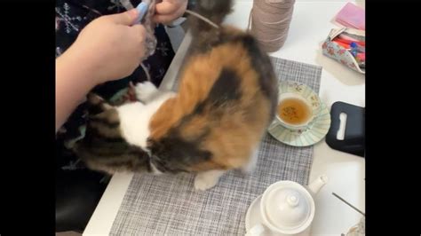 4 뜨개로그뜨개윗미 실론 티 한 잔과 청키 사각 모티프백 뜨기 캣초딩 캐롤메들리 캐롤모음 Youtube