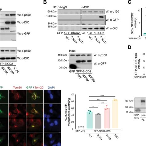 Modification Of Ser102 Alters The Conformation Of Bicd2 A Download Scientific Diagram