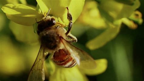 Identifying Bug Bites How To Figure Out What Bit You Best Health Canada