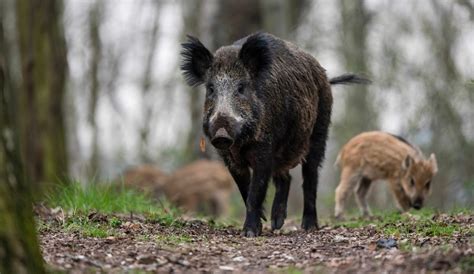 Im Wald Begegnung Mit Wildschwein Wie Verhält Man Sich