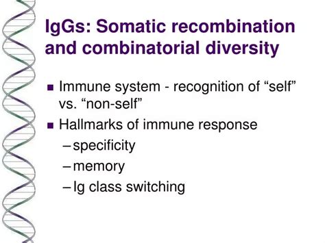 Ppt Iggs Somatic Recombination And Combinatorial Diversity Powerpoint Presentation Id 4168281