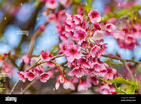 Sunny View Of Cherry Blossom In Yangmingshan National Park At Taipei