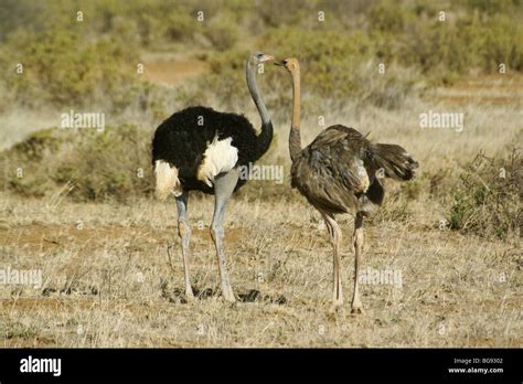 Male And Female Somali Ostriches Samburu Kenya Stock Photo Alamy
