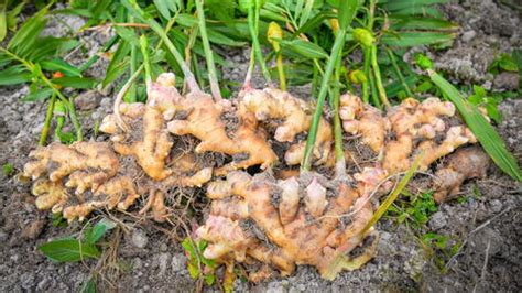Ginger How To Plant Grow And Harvest Ginger Root The Old Farmers