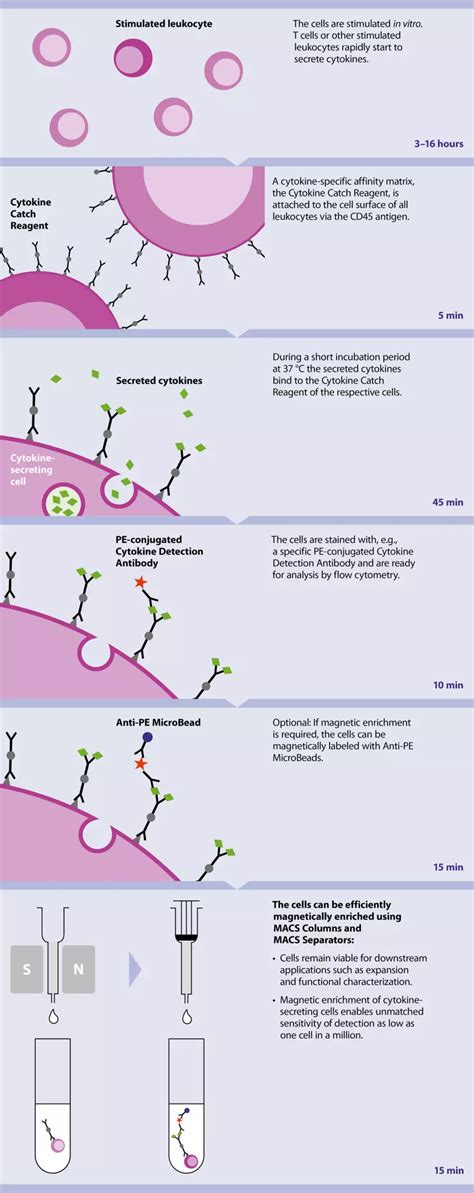 Cytotoxic T Cells Cd8 T Cells Mouse Handbook Miltenyi Biotec Usa