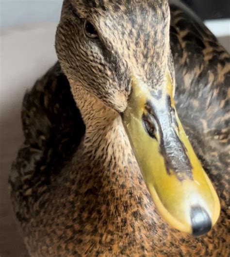 Evil Ducco R Duck
