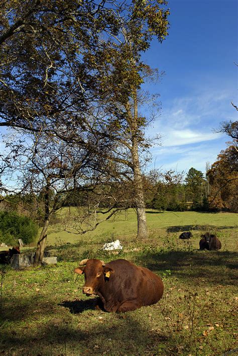 Chewing Their Cud Photograph By Skip Willits Fine Art America