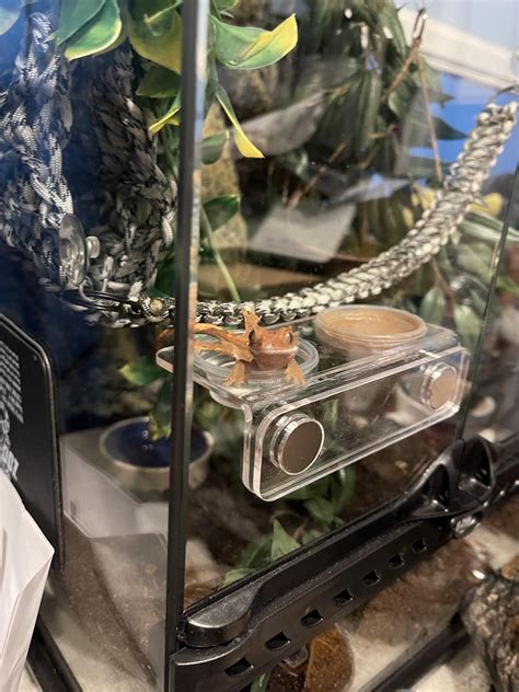 6 Month Old Does Not Hide Rcrestedgecko