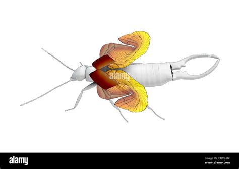 Ear Wig Wing Folding Computer Illustration Showing The Anatomy Of An