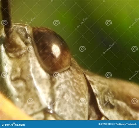 Macro Shot Of The Eye Of A Grasshopper The Grasshopper Sits On A Blade Of Grass And Eats It