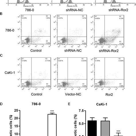 Ror2 Downregulation Induces Cell Cycle Arrest And Apoptosis The 786 0 Download Scientific