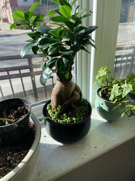 String Of Pearls And Ficus Combo Rhouseplants
