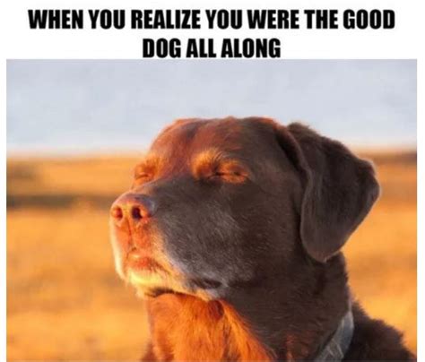 15 Hilarious Dog Memes That Will Make Your Day So Much Better