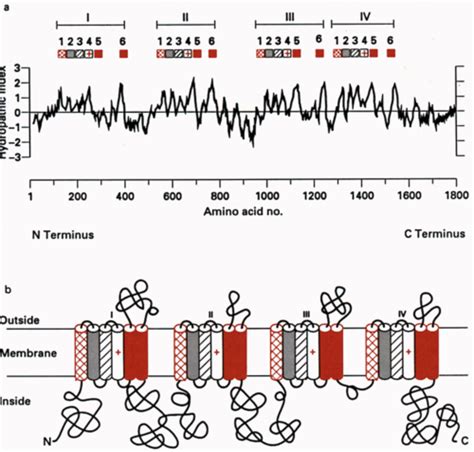 Ion Channel Structure Diversity Flashcards Quizlet