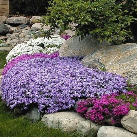 All About Creeping Phlox Great Garden Plants
