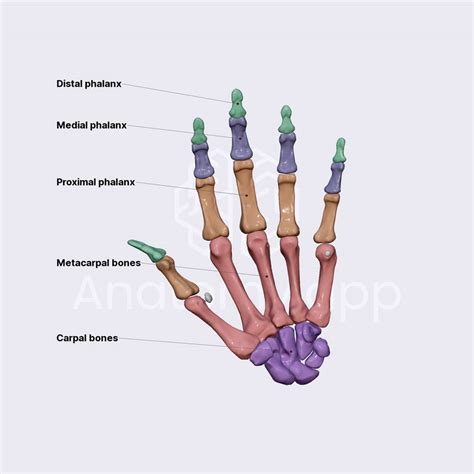 Phalanges Bones