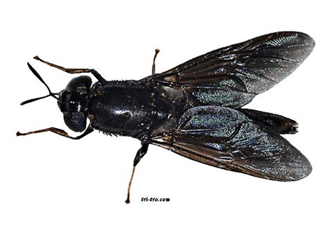Gallina Castellana Negra Mosca Soldado Negra
