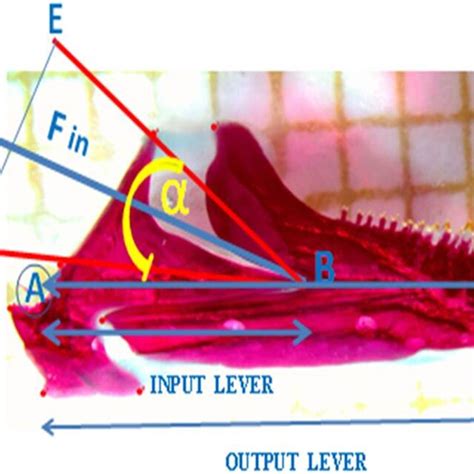Bite Force Model Illustration Fout Is A Force Output At The Tip Of The Download Scientific