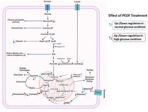 Schematic Illustration Of The Metabolic Reprogramming In Tnbc Cells