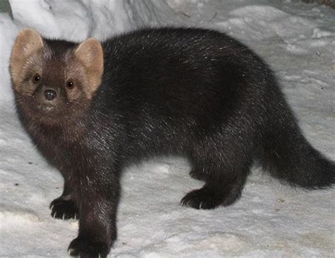 Sable Color Fur Facts Britannicacom Everything About Sable Fur