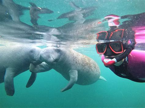Crystal River Private Manatee Snorkel Tour American Pro Diving