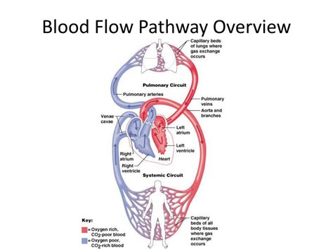 Ppt Cardiovascular System The Heart Powerpoint Presentation Free
