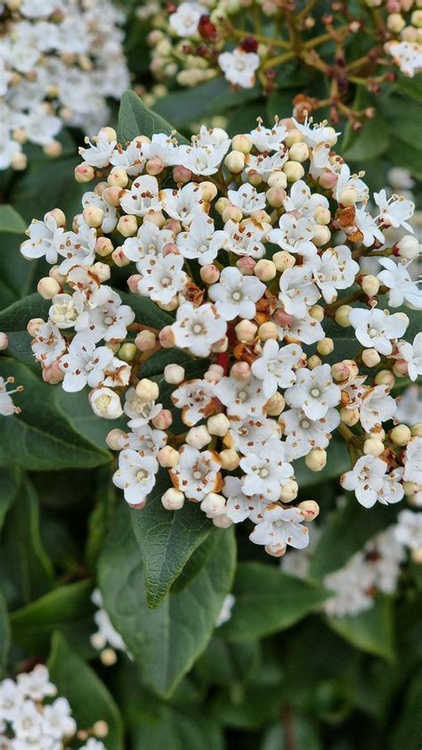 Flowers Laurustinus Bloom Free Photo On Pixabay Pixabay