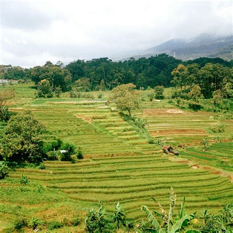 나무와 산을 배경으로 한 무성한 녹색 들판 사진 Unsplash의 무료 이스트 자바 이미지