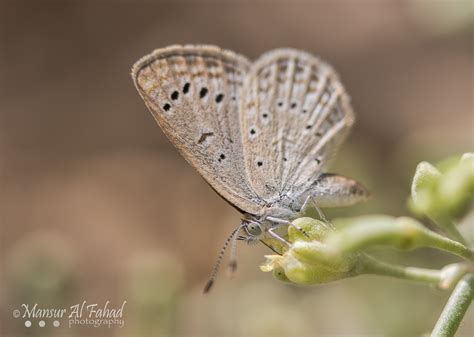 Birds Of Saudi Arabia Dark Grass Blue Butterfly Near Riyadh Record