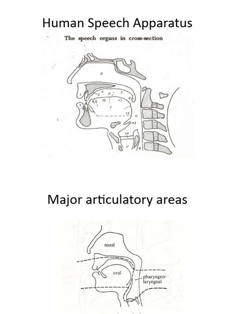 human speech apparatus and articulatory setting for english pdf
