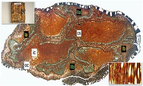 Fossil Of Fern Like Plant That Lived To Million Years Ago Identified As New Species