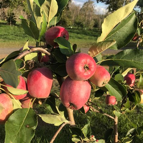 Apple Dwarf Tropical Anna Apple Buy Now From Fruit Tree Cottage