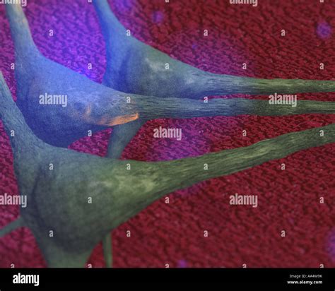 Pyramidal Neurons In Mammalian Neocortex Stock Photo Alamy