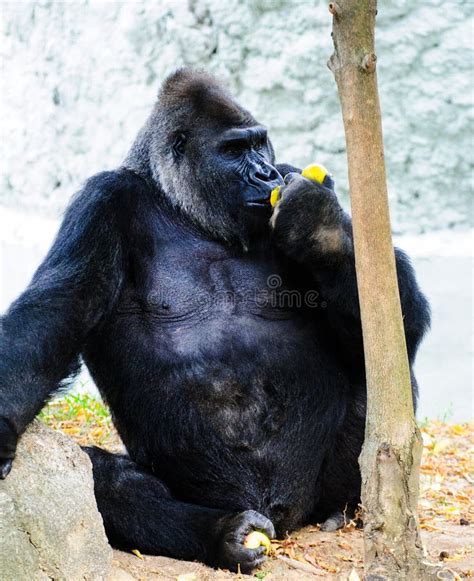 Gro Er Sch Ner Gorilla Stockbild Bild Von Augen Auge 148365361