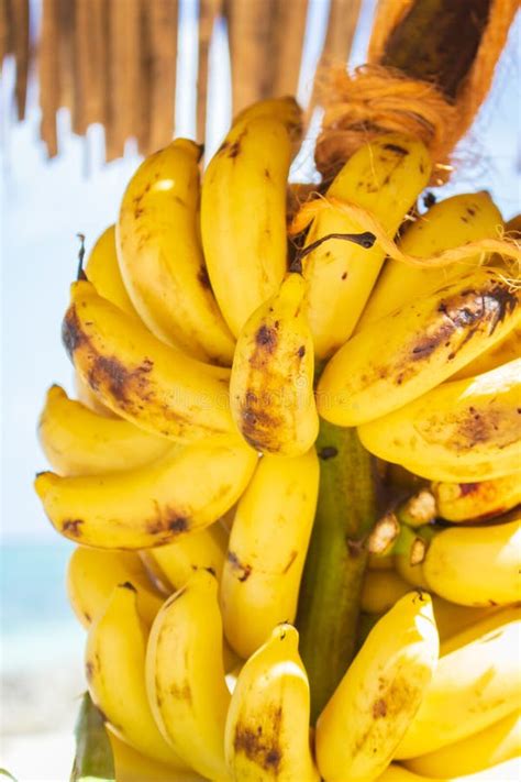 Panda De Bananas Maduras Frutas Tropicales Dulces Pila De Bananas De Bebé Comida Vegetariana