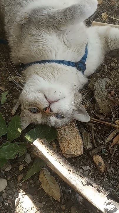 Upside Down Kitty Youtube