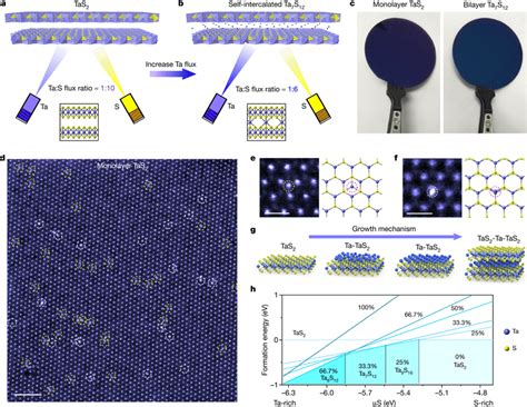 Self Intercalation In Tas2 Crystals A B Schematic Showing The Growth Download Scientific