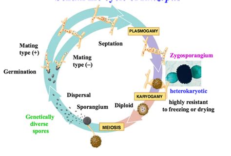 Chapter 22 Fungi Evolution And Diversity Flashcards Quizlet
