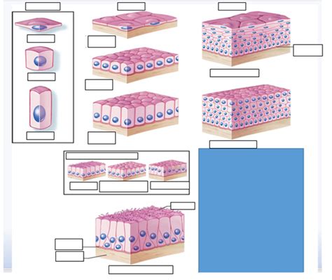 Epithelial Surfaces Diagram Diagram Quizlet