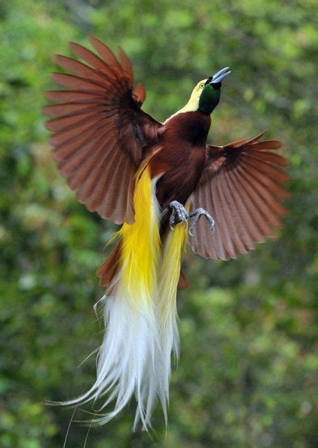 Greater Bird Of Paradise Alchetron The Free Social Encyclopedia