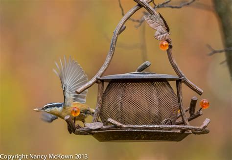 Photographing Nuthatches In Autumn Welcome To NancyBirdPhotography Com