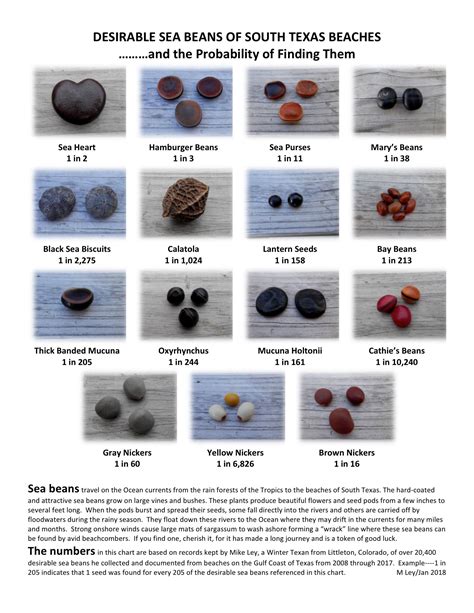 Desirable Sea Beans Of Texas Usa Sea Beans Sea Shells Seashell Crafts