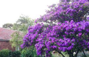 5 Of The Best Trees With Small Root Systems In Australia Arbor Operations