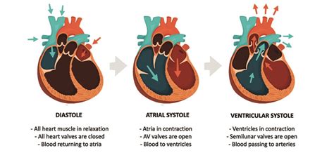 Coronary Sinus The Definitive Guide Biology Dictionary