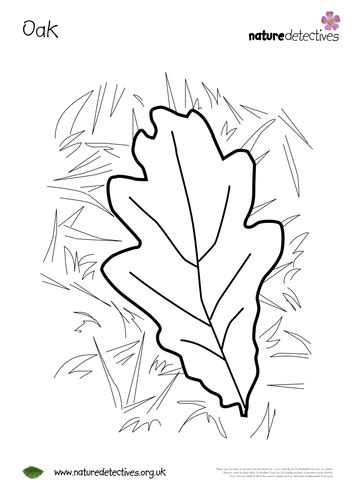 Colouring Oak Leaf Teaching Resources