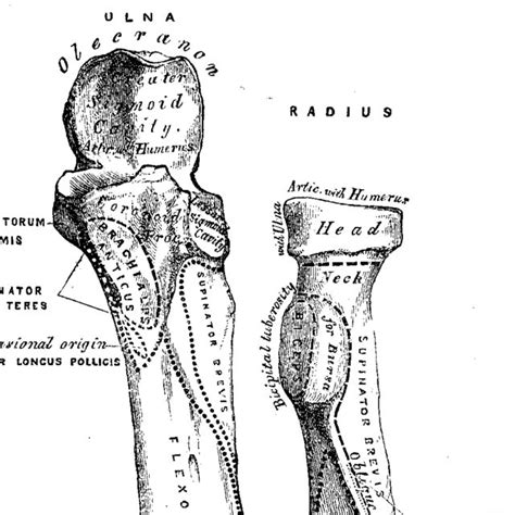 Clemente Susini Wax Anatomical Model Download Scientific Diagram